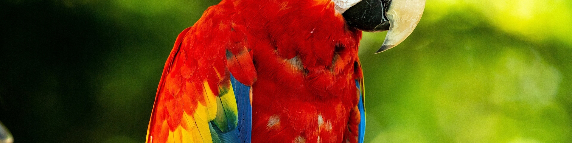 Parrot Mountain and Gardens