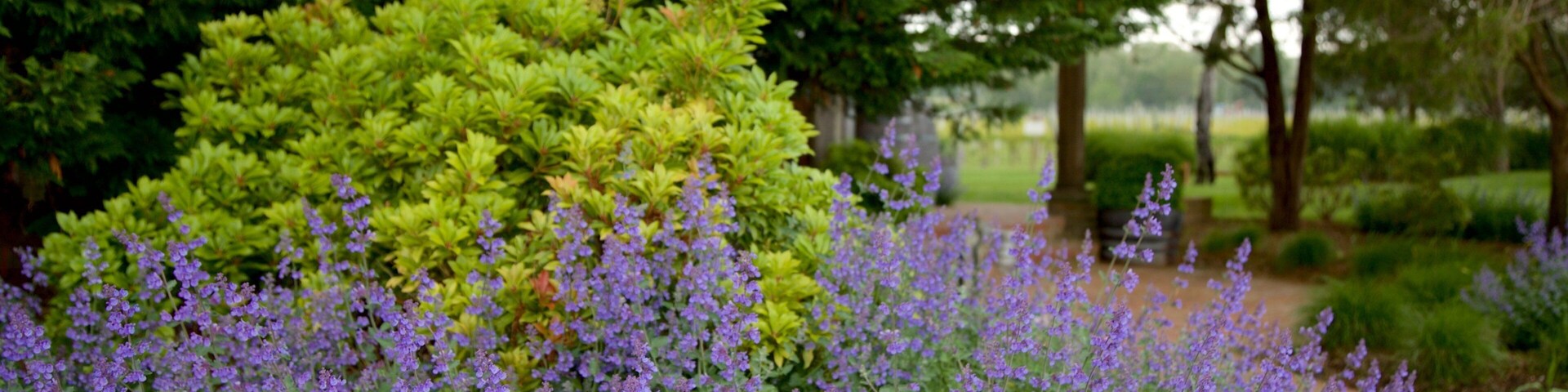 Channing Daughters Winery