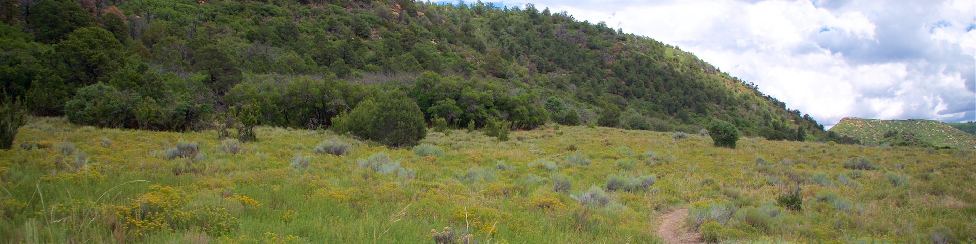 Point Lookout Trail showing tranquil scenes