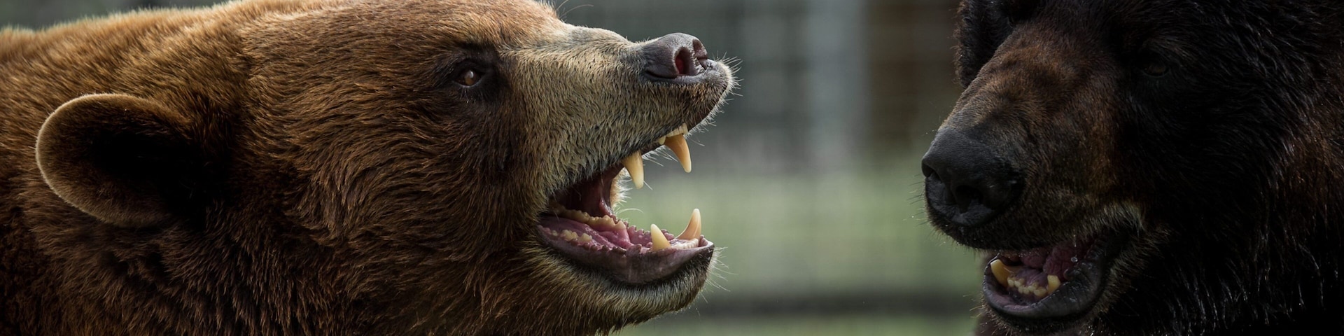 Reserva Natural Turpentine Creek mostrando animais perigosos e animais de zoológico