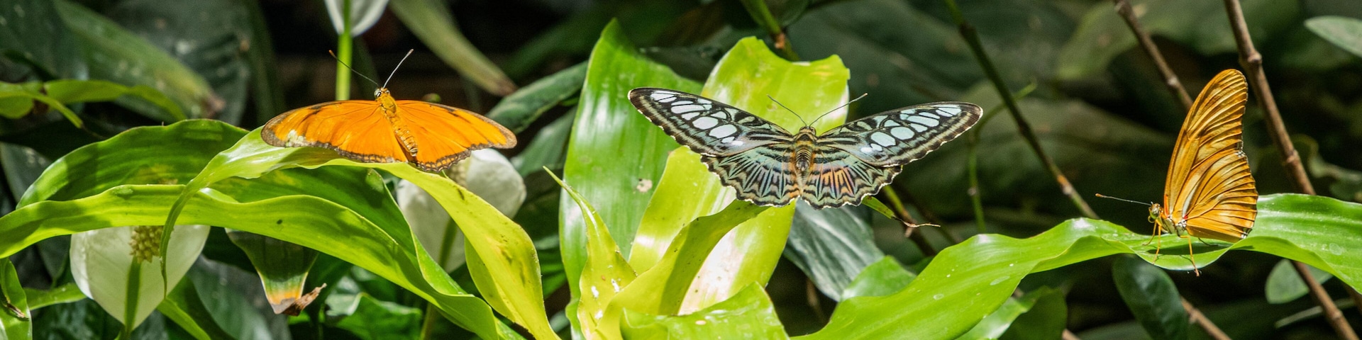 The Butterfly Palace