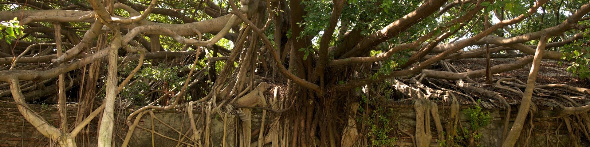 Casa na árvore de Anping