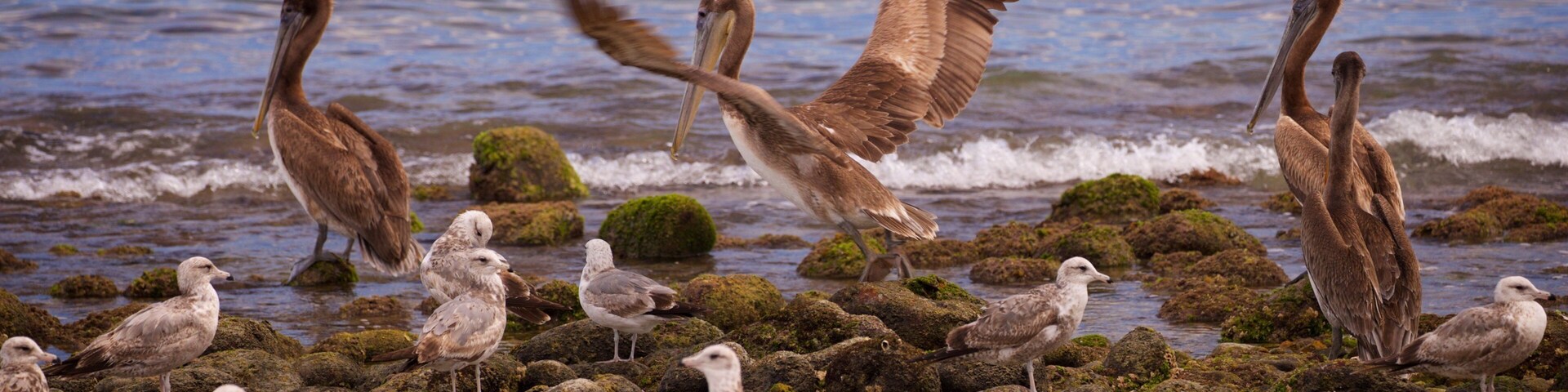 Uma linha de costa rochosa com aves, incluindo gaivotas e pelicanos, perto da água.