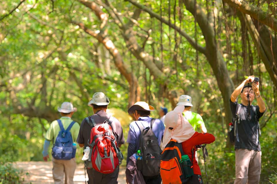 Um grupo de caminhantes andando por uma trilha em meio à floresta, cercado por árvores.