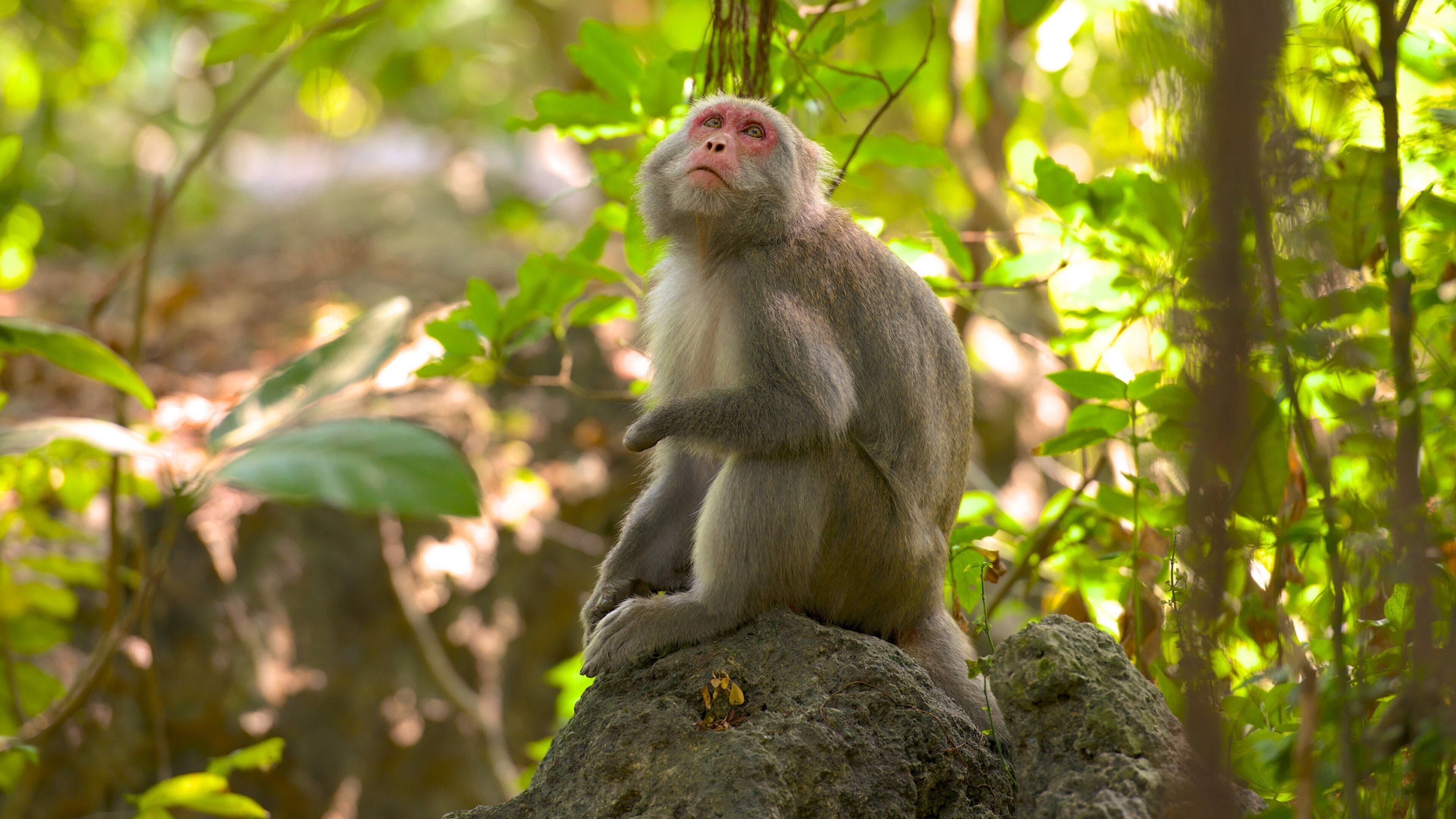 Um macaco sentado em uma rocha, rodeado por vegetação.
