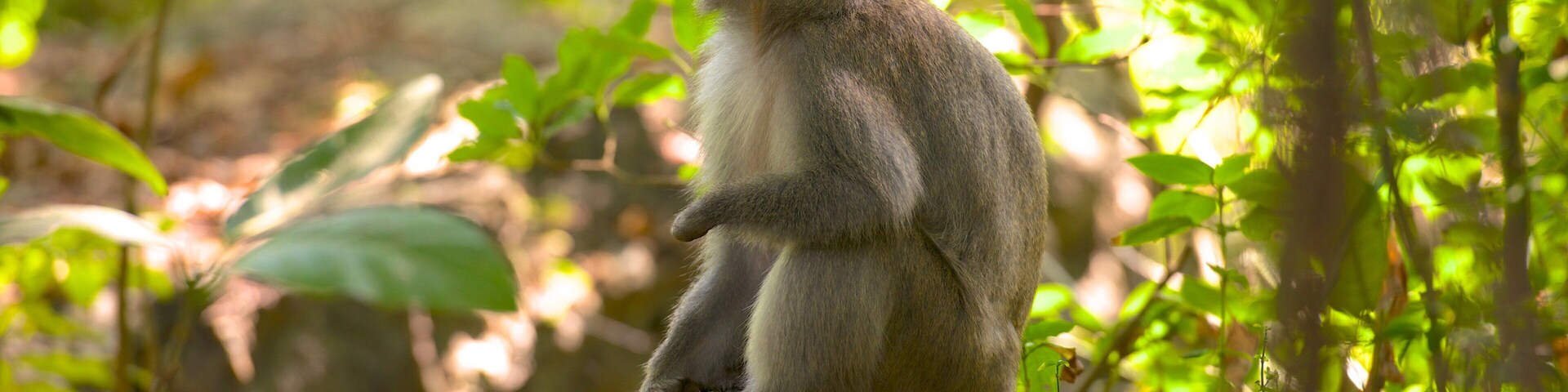 Um macaco sentado em uma rocha, rodeado por vegetação.