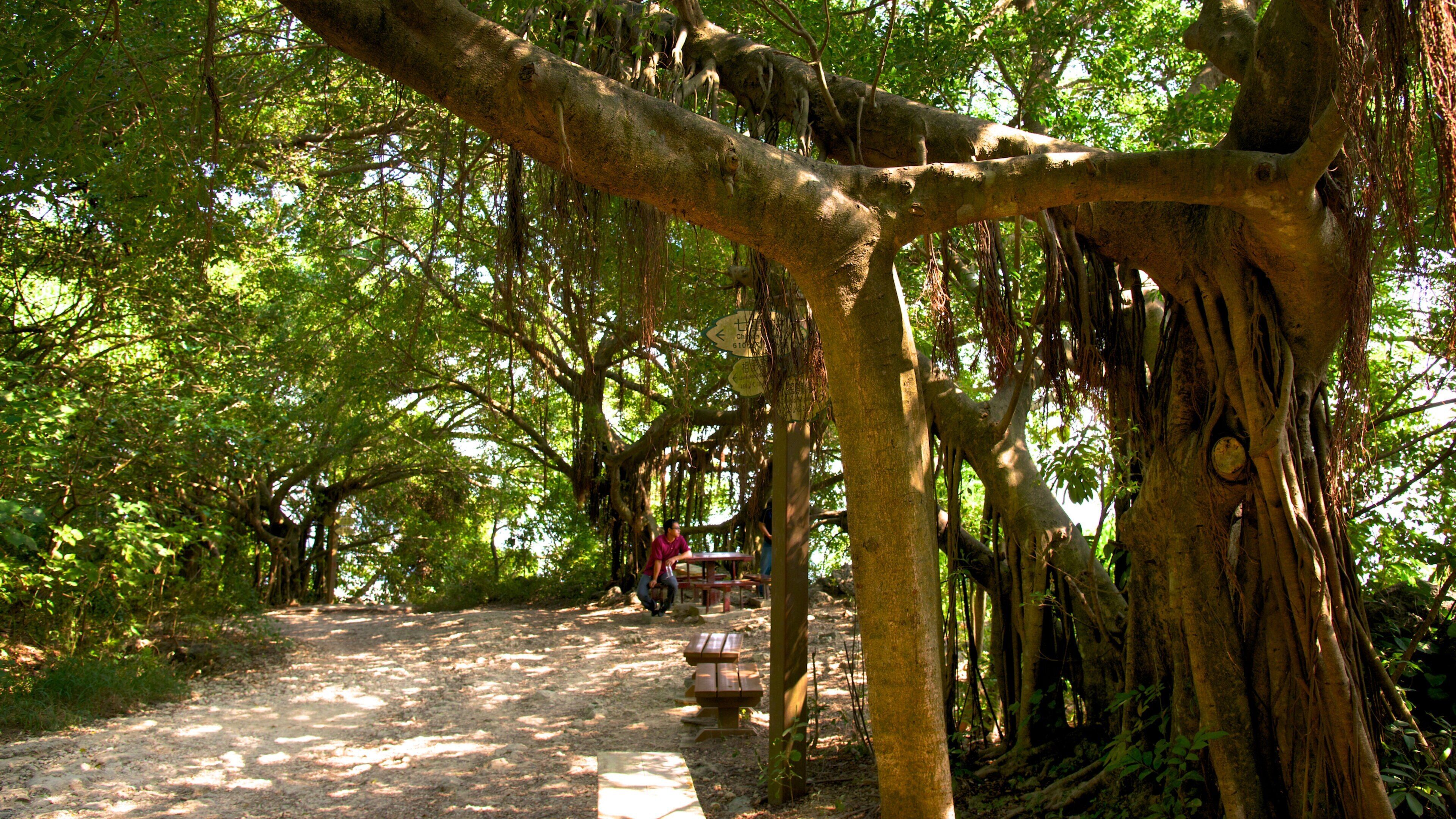 Parque Natural de Caishan caracterizando um parque