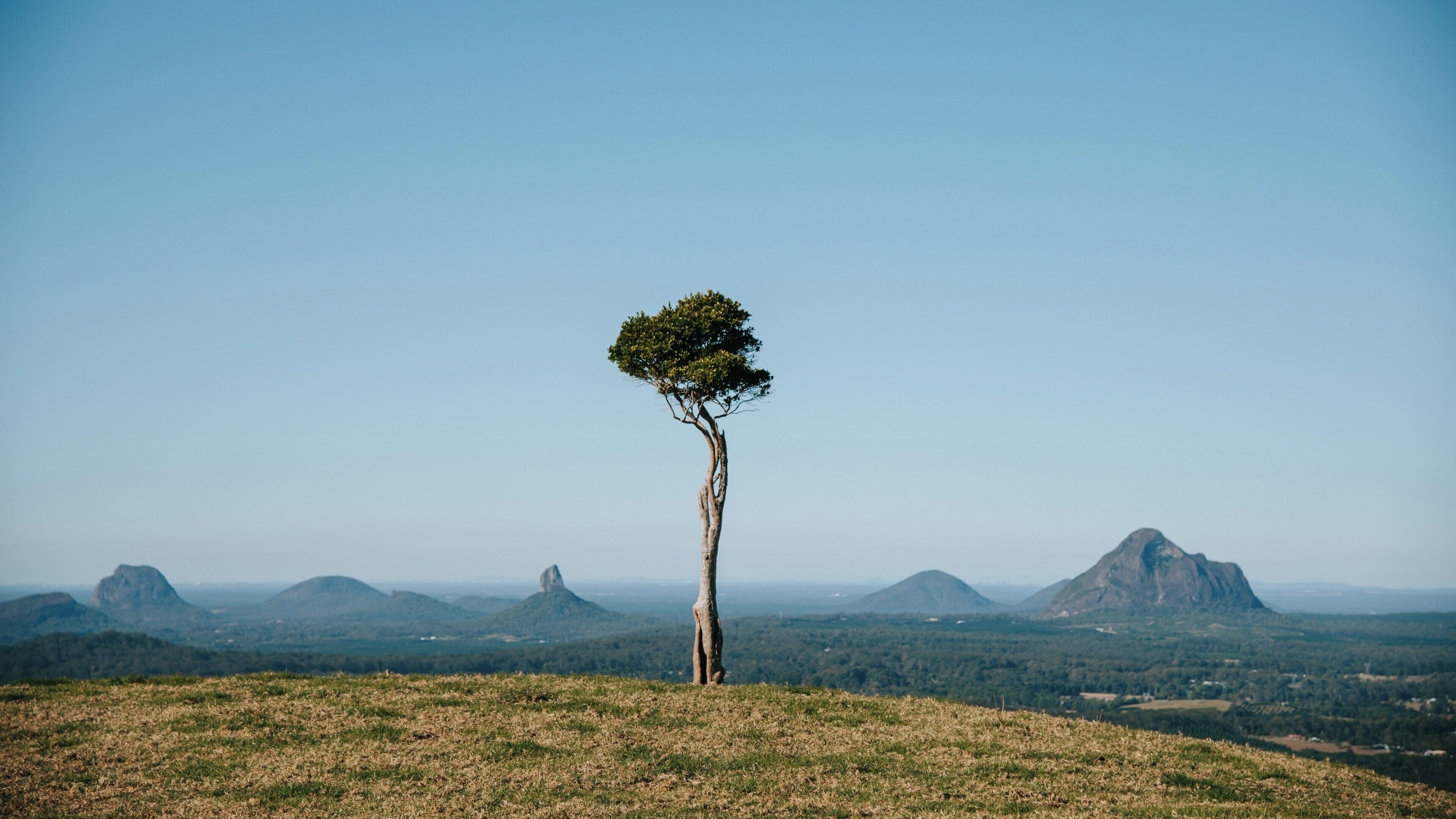 Expansive view of Maleny Botanic Gardens Bird World featuring a solitary tree and distant mountains on the Sunshine Coast in Queensland, Australia