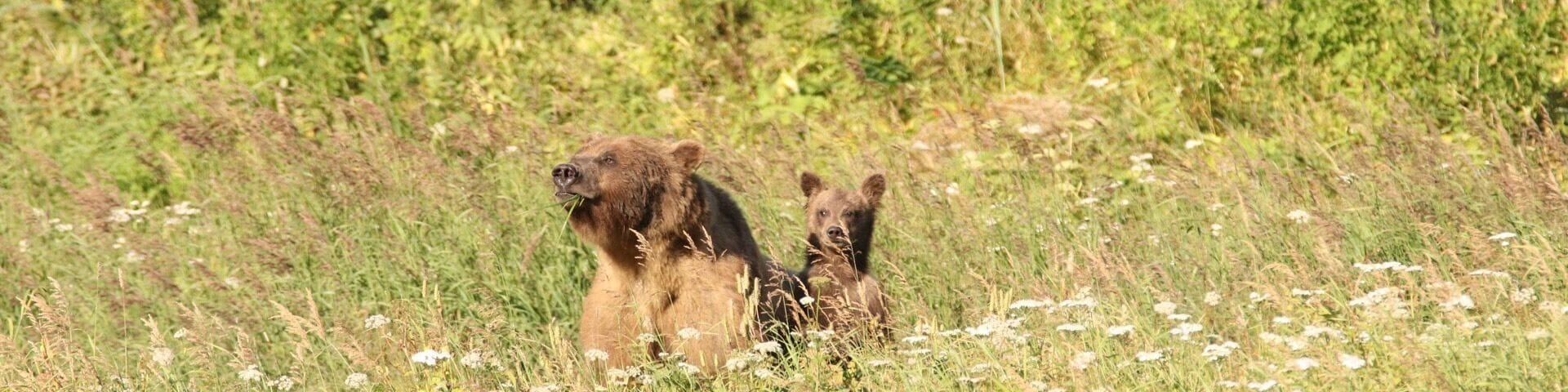 Grizzly Bears in Haines. Best place in Alaska to see a Grizzly bear for free unless you do a paid tour. Read more about Alaska on our blog: www.Calledtowander.com