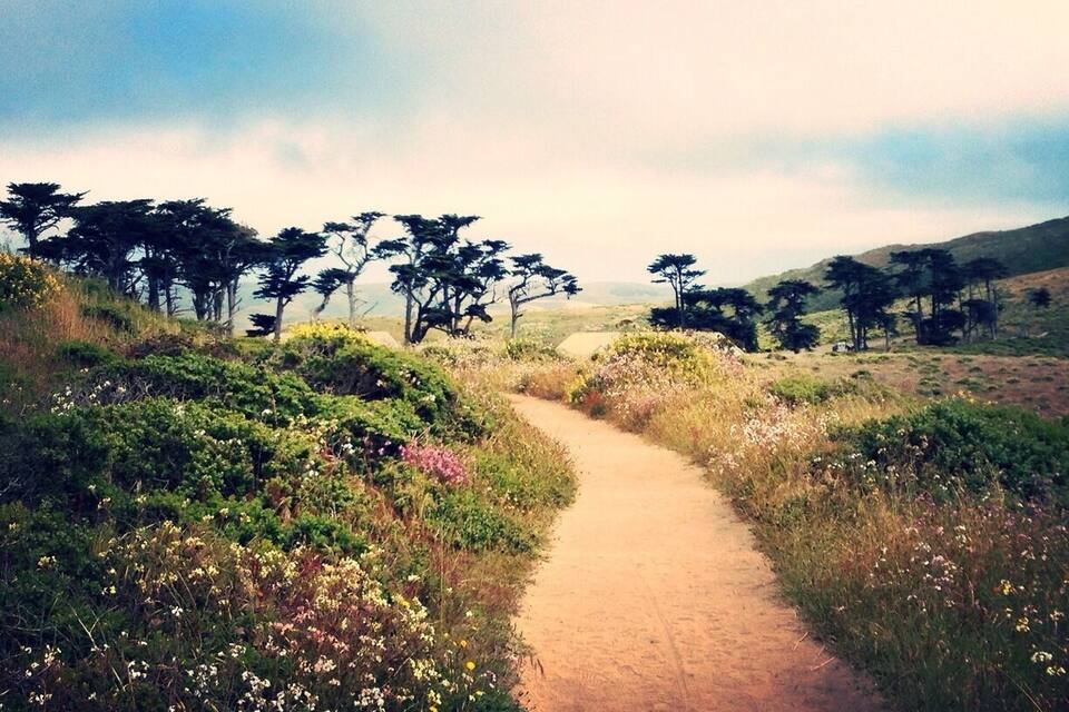 Um caminho de terra serpenteando por uma paisagem gramada, com árvores e flores silvestres espalhadas.