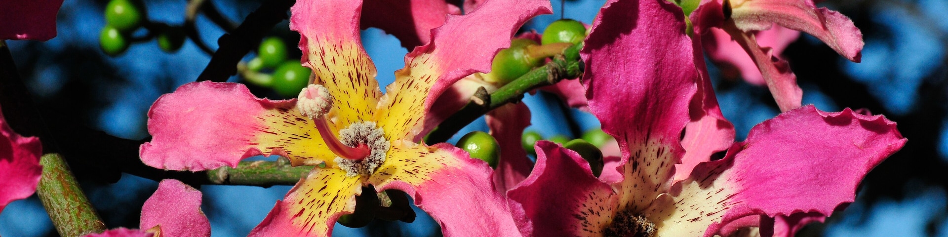 Flores cor-de-rosa com centros amarelos e botões verdes sob um céu azul.