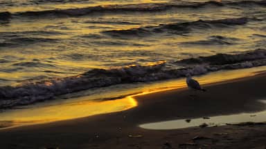 Um pôr do sol sobre o oceano com ondas e um pássaro na praia.