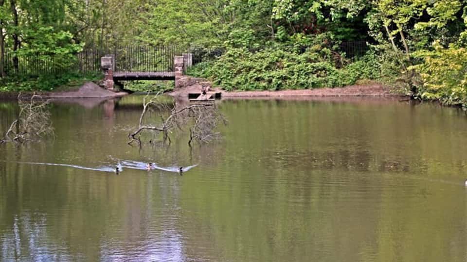 Bridge and Birds, Arrowe Park Lake