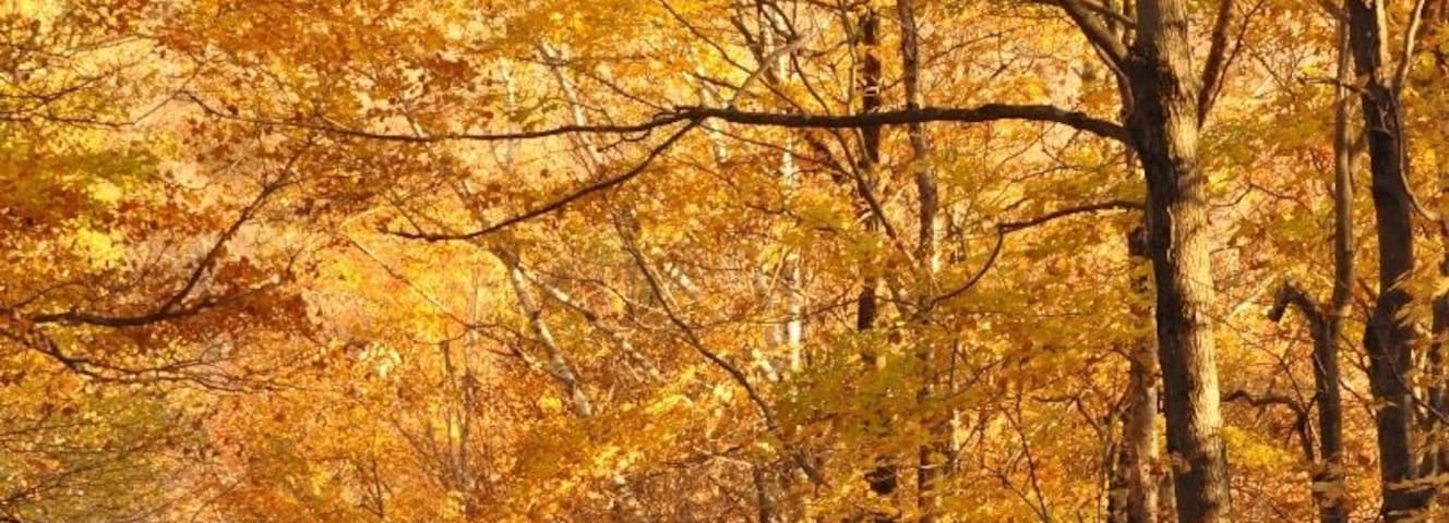 Tunnels of gold on the dirt road leading up to the ranger station, campsites, and parking area at Underhill State Park.