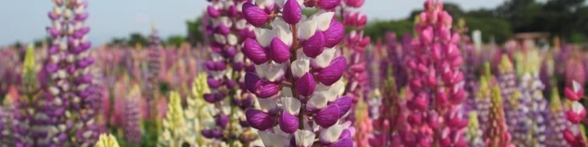 Beautiful sea of flowers of all sorts of variety changing with the season!
#Fukuoka
#LifeatExpedia