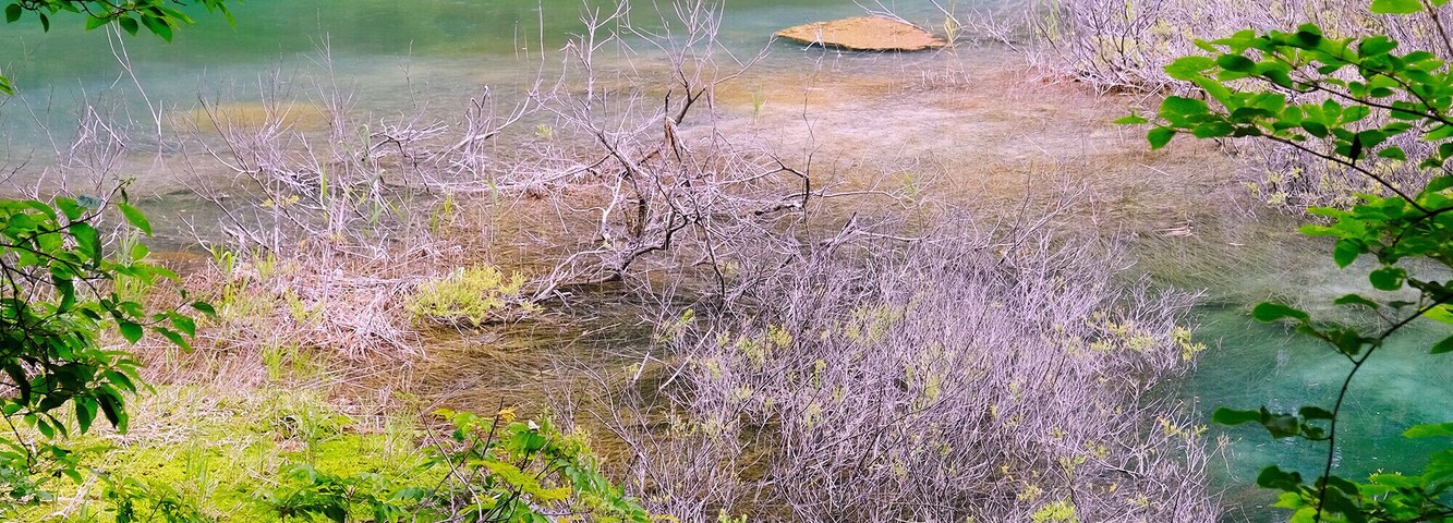 Mystic lakes and ponds of “Goshikinuma”.
The water color mysteriously differs according to ponds: emerald green, cobalt green, turquoise blue, emerald blue, and pastel blue.