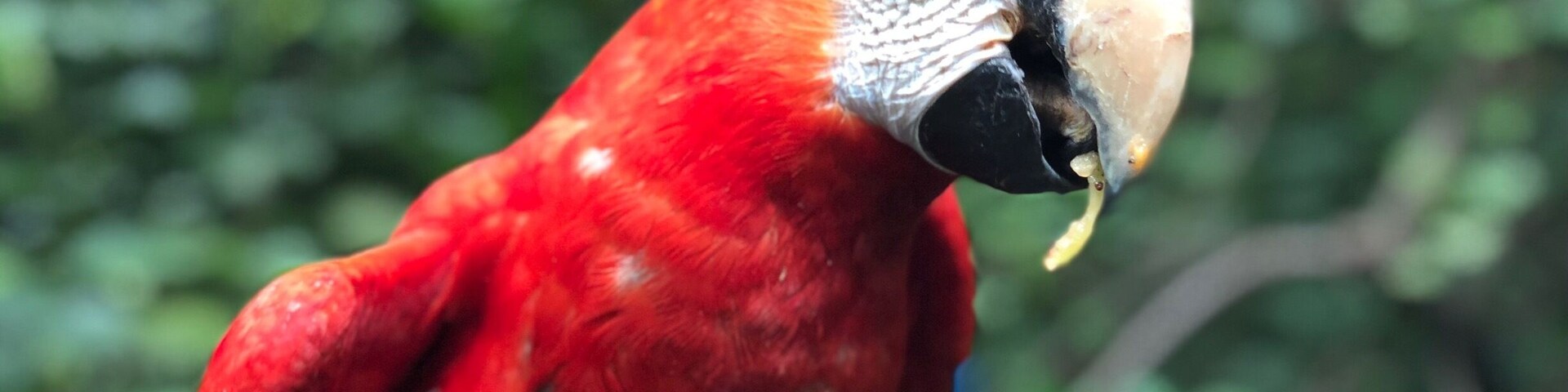 Macaw up close