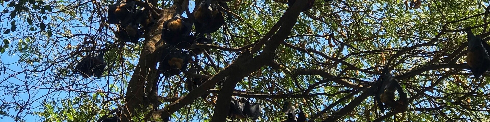 These are fruit-eating mega bats. You can find them at Wat Pho Bang Khla.