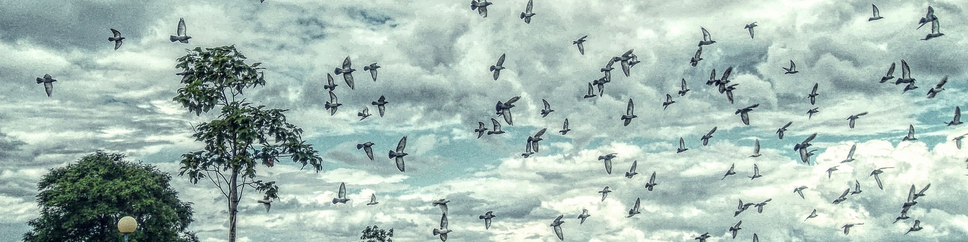 Freedom / Parque José Afonso