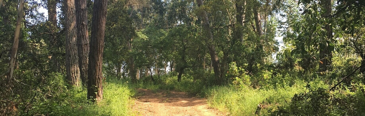 #NatureWalk in Rota do Sizandro, to keep the legs moving and enjoy the weekend. During the walk we pass through old mills, forest path and long fields.
