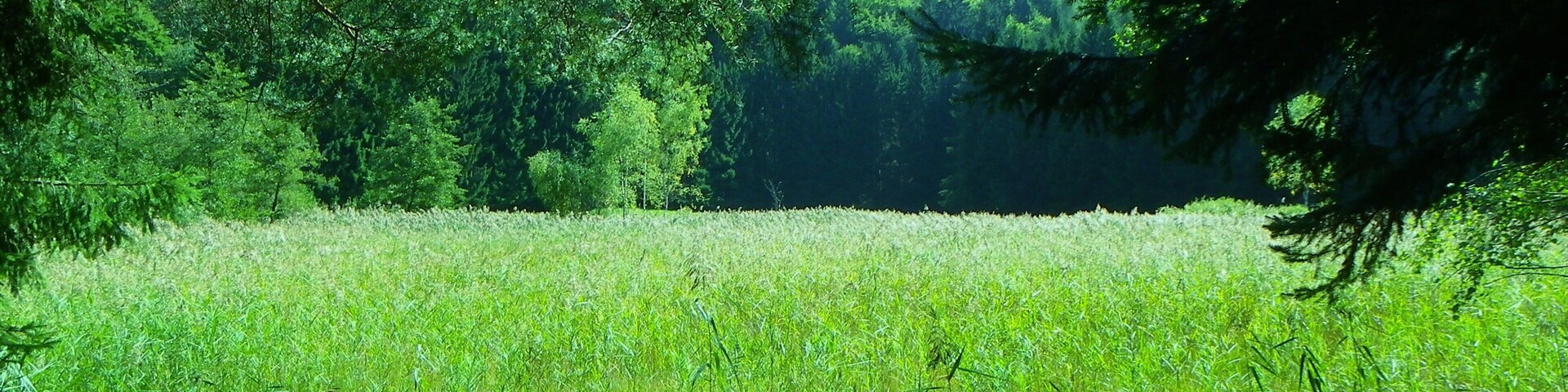Biotopo Lagabrun (TN) m 1065 - Il trionfo di Phragmites australis...