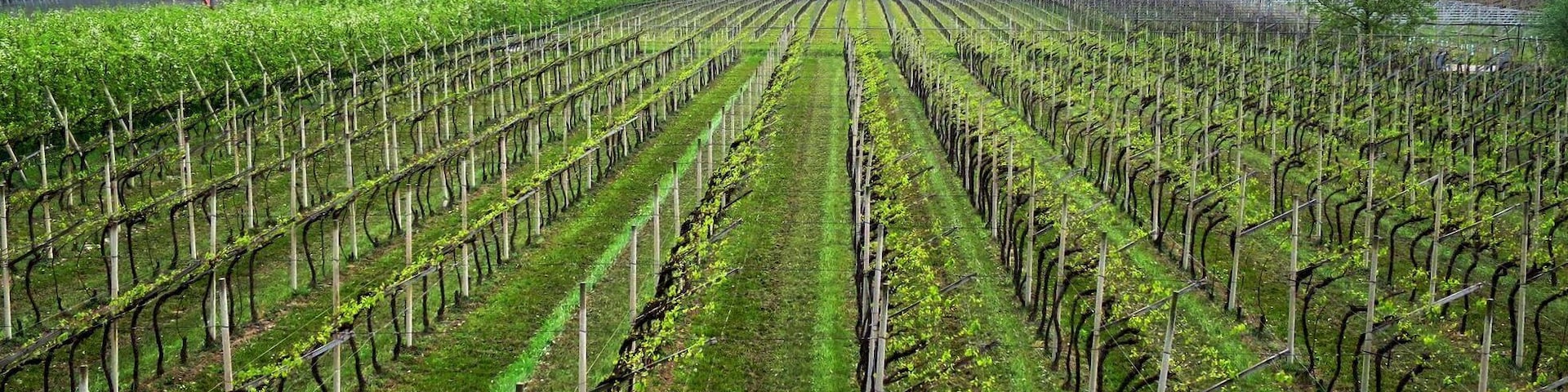 Perspective on next fall's grape harvest