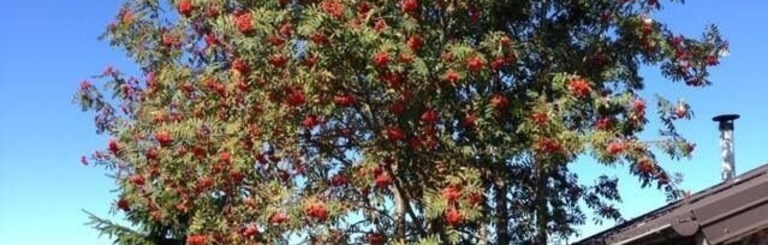 Agriturismo cima campo #treetrove