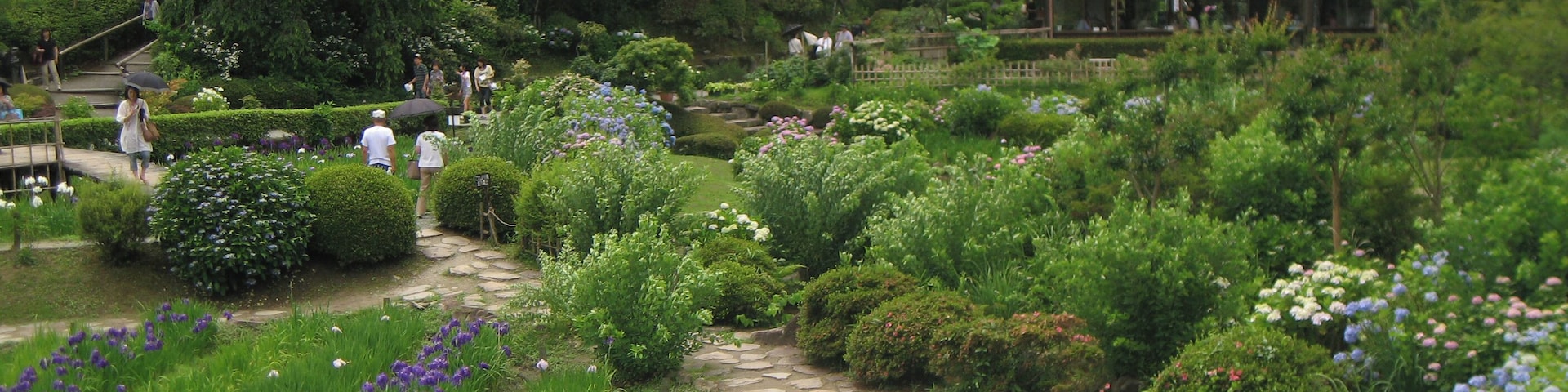 Hananosato-Takidani Japanese Iris Garden, Date taken(YYYY-MM-DD): 2010-06-27 Place taken: Hananosato-Takidani, Murō, Uda, Nara, Japan.
