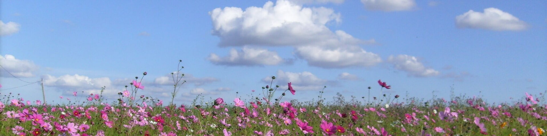 Champs de fleurs à Saint-Dizant du Gua