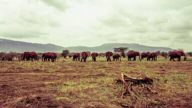 Um grupo de elefantes numa savana gramada, com montanhas ao fundo.