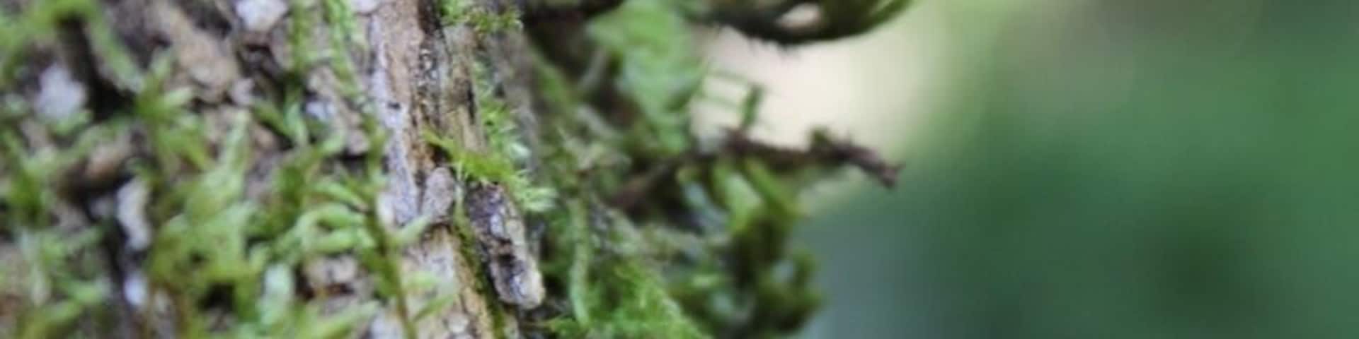 Woodland walk in spectacular forest