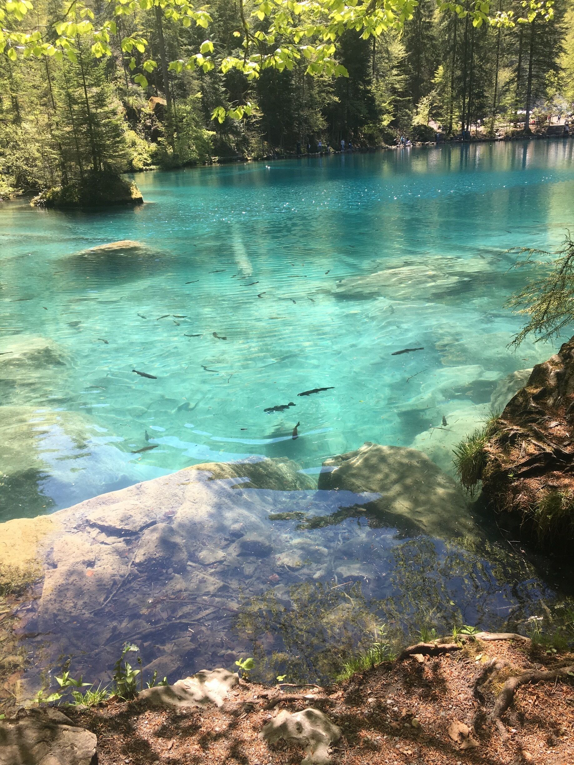 Um lago azul-turquesa límpido, rodeado por uma floresta densa e margens rochosas.