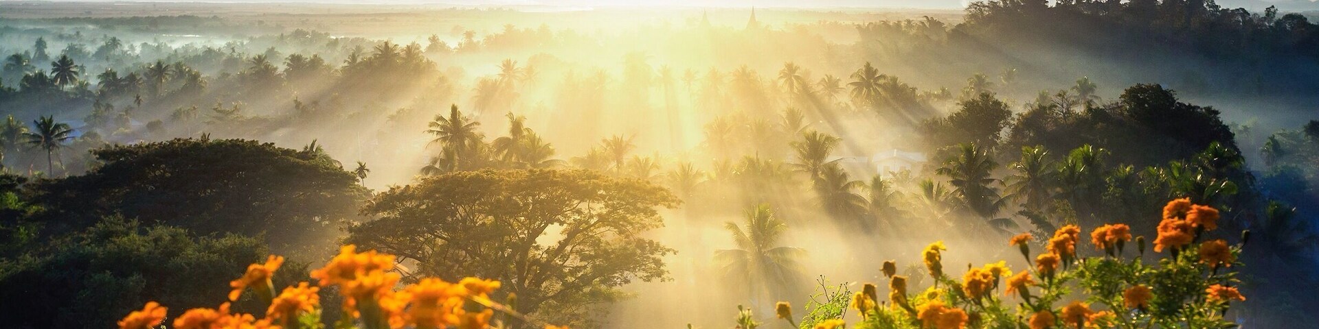 Nascer do sol sobre uma paisagem tropical com palmeiras e flores laranjas.