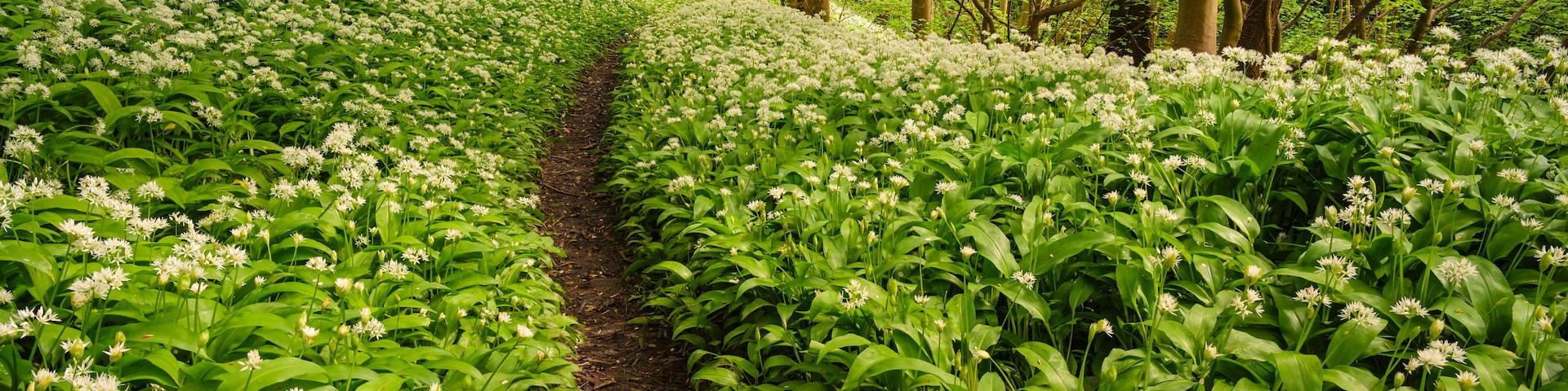 Uma trilha na floresta rodeada por vegetação exuberante e flores brancas.