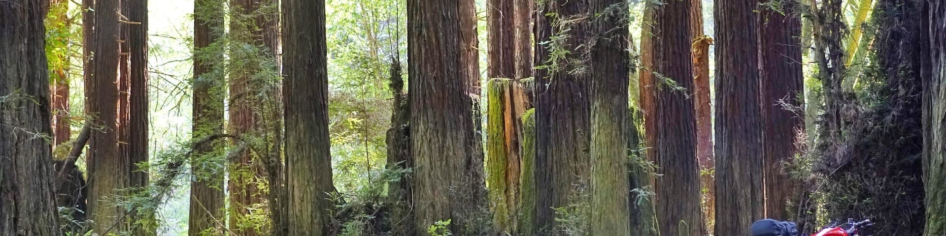 Red Ducati in Redwoods