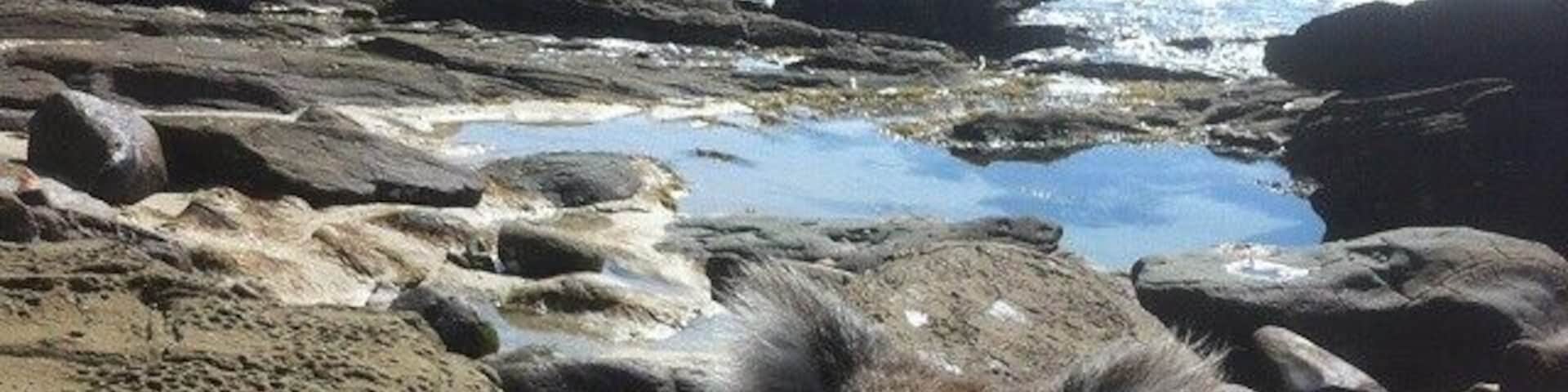 Does it get any more cliche #australian than a koala on a beach in front of surfers! This very unique shot was captured down the Great Ocean!