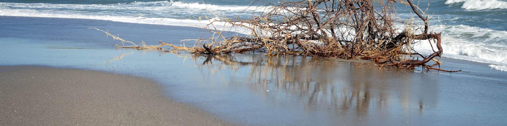 Uma praia com um grande tronco de árvore retorcido na areia, ondas quebrando e céu claro.
