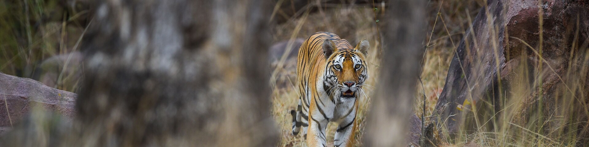 Um tigre caminhando por uma savana seca com pedras e árvores.