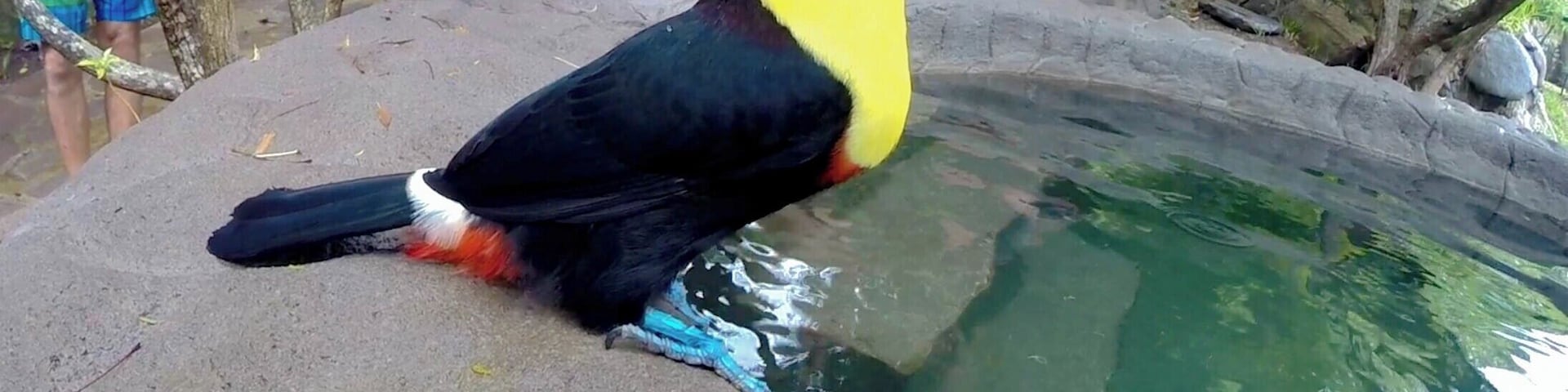 A colourful toucan decided to join us while we were relaxing in the hot springs of La Hornillas close to Miravalles volcano. He was so friendly!
http://www.divebuddies4life.com/miravalles-volcano-tour/