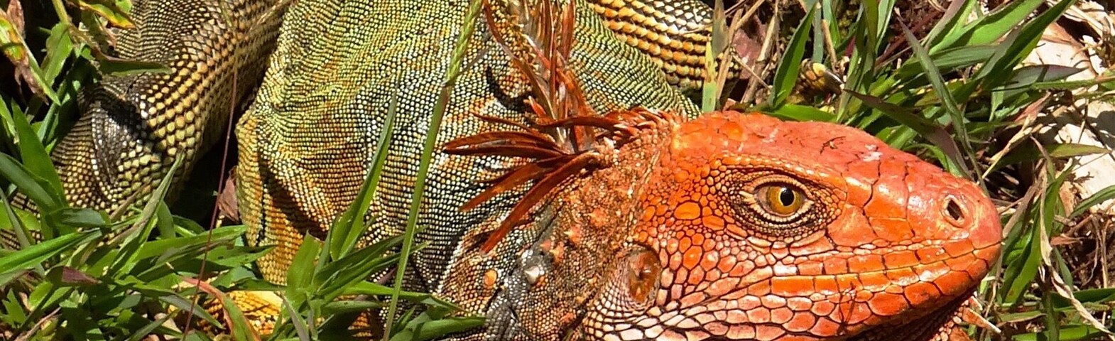Uma iguana verde e laranja descansando entre grama e folhas.