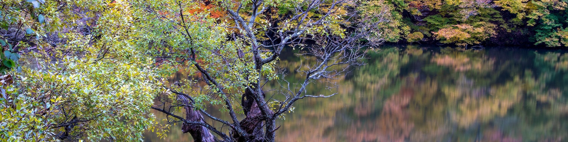 Uma árvore à beira de um lago calmo, com folhagem outonal.