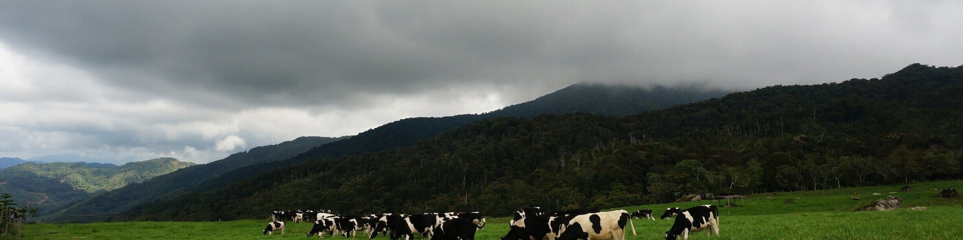 You don't have to be in New Zealand to enjoy this kind of breathtaking view, just come to Kundasang!
Here you'll find pleasure seeing cows munching on the beautiful green pastures, with the majestic Mount Kinabalu overlooking on a non-gloomy day.
Did you know that this farm is producing about 900,00 litres of milk per year?
#lifeatexpedia #my2016
