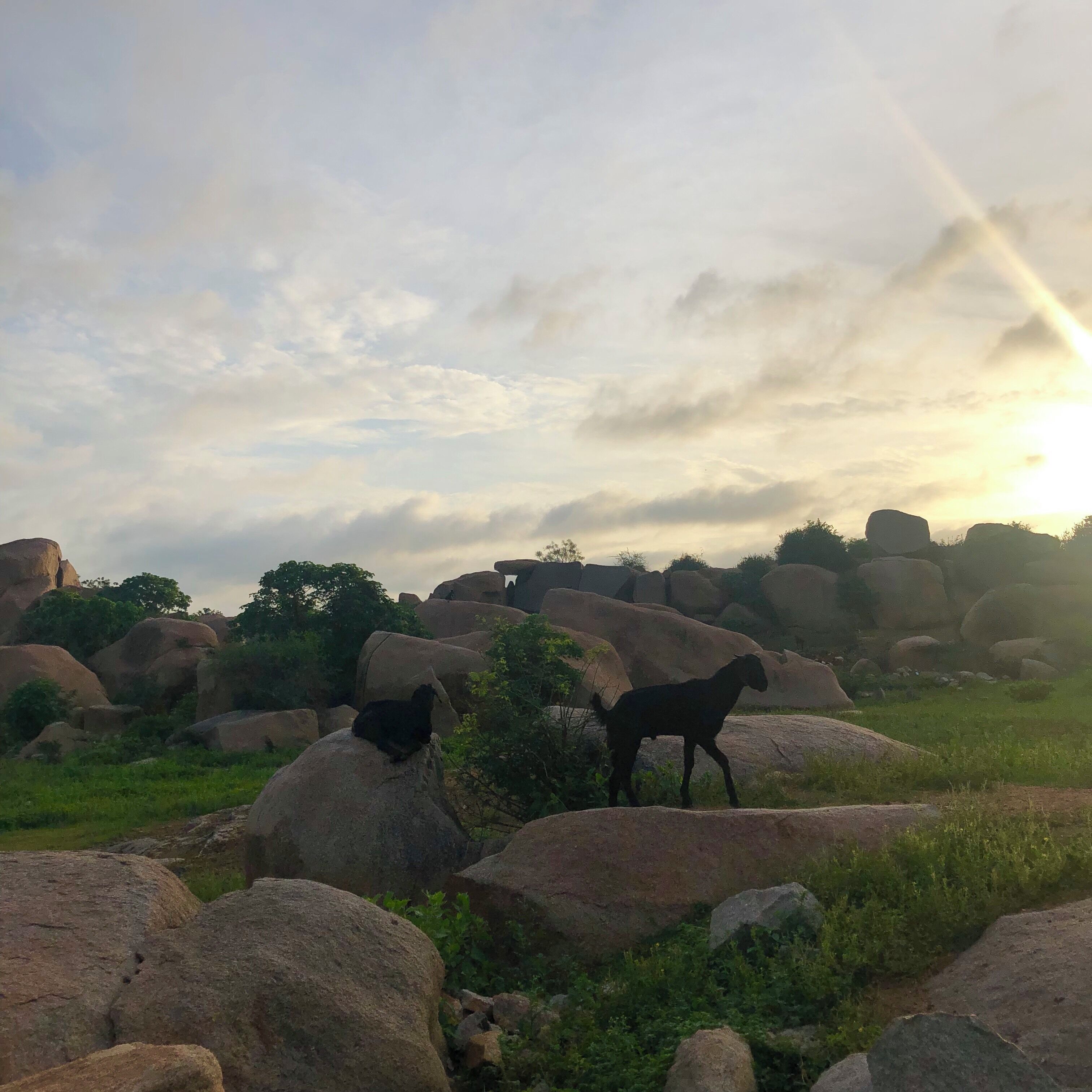 Uma cabra em cima de uma rocha, com o pôr do sol ao fundo.