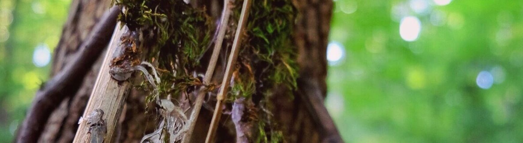 Little fairy dwellings are strewn throughout the South Mountain Fairy Trail (watch out for all the mosquitos though!  Brutal!)