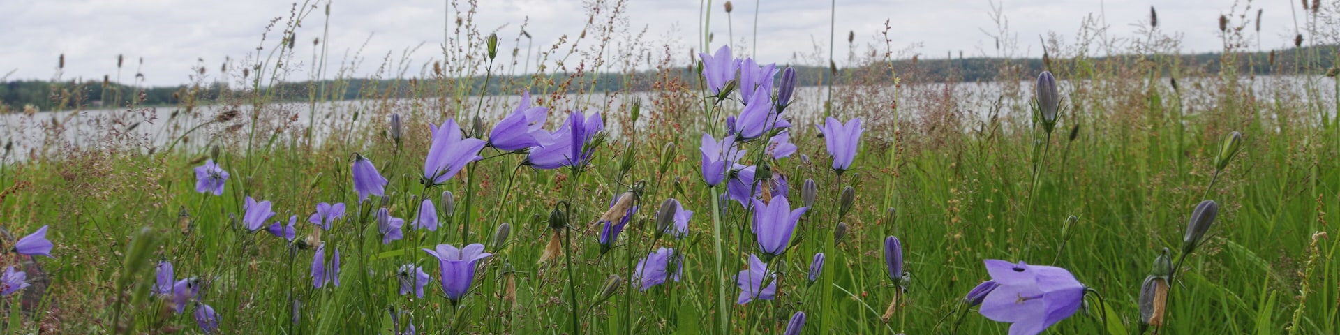Bluebell - Campanula rotundifolia. Taken by the Westensee, Westensee, Schleswig-Holstein, Germany.