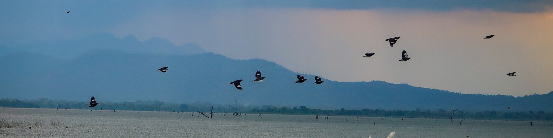 The safari through Udawalawa National Park gets you close to lots of animals. Most exciting? All the elephants!