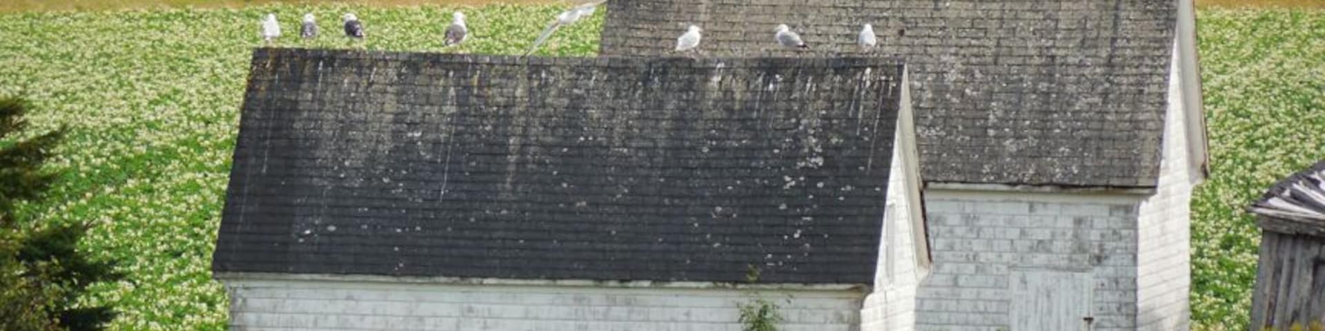 Gulls enjoy a view across the Northumberland Strait to Nova Scotia, from the Cape Bear/Shore Rd area. #roadtrip