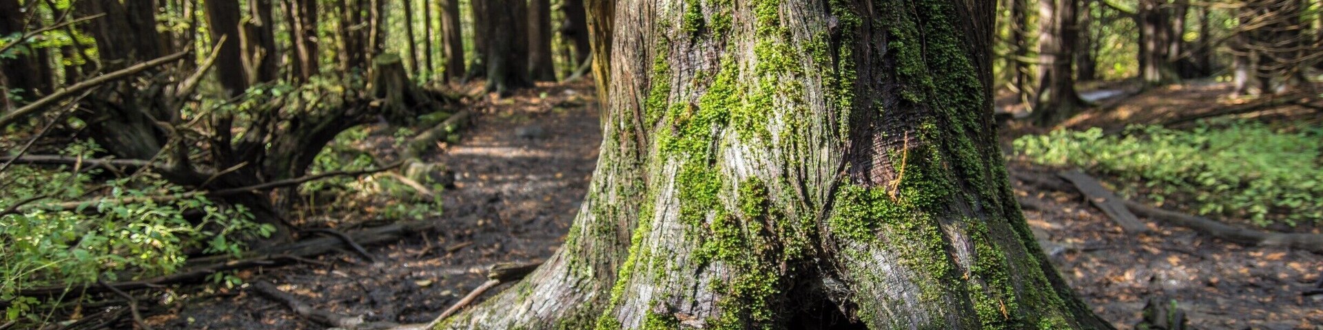 Very cool trails shot and easy going