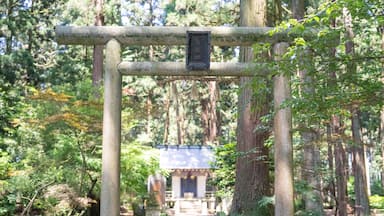 Um tradicional portão torii japonês em área arborizada, conduzindo a um pequeno santuário.