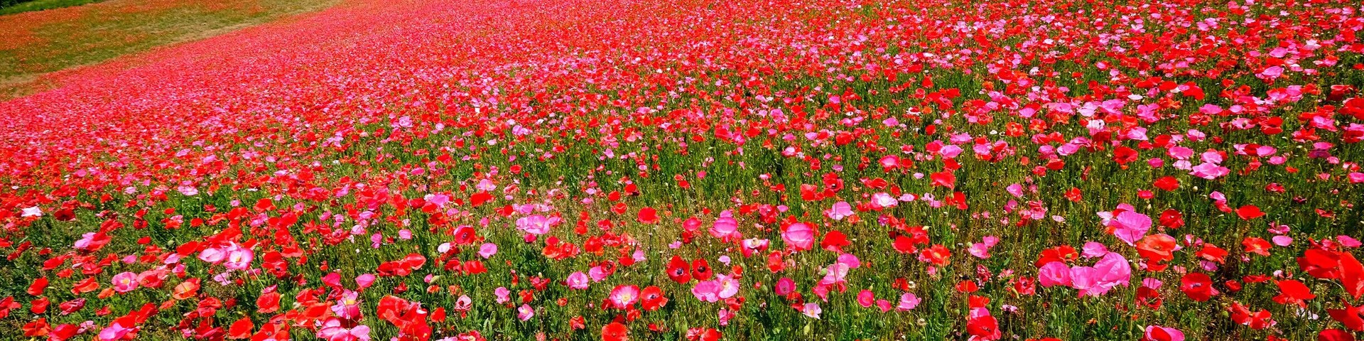 A beautiful poppy field. #Mountains